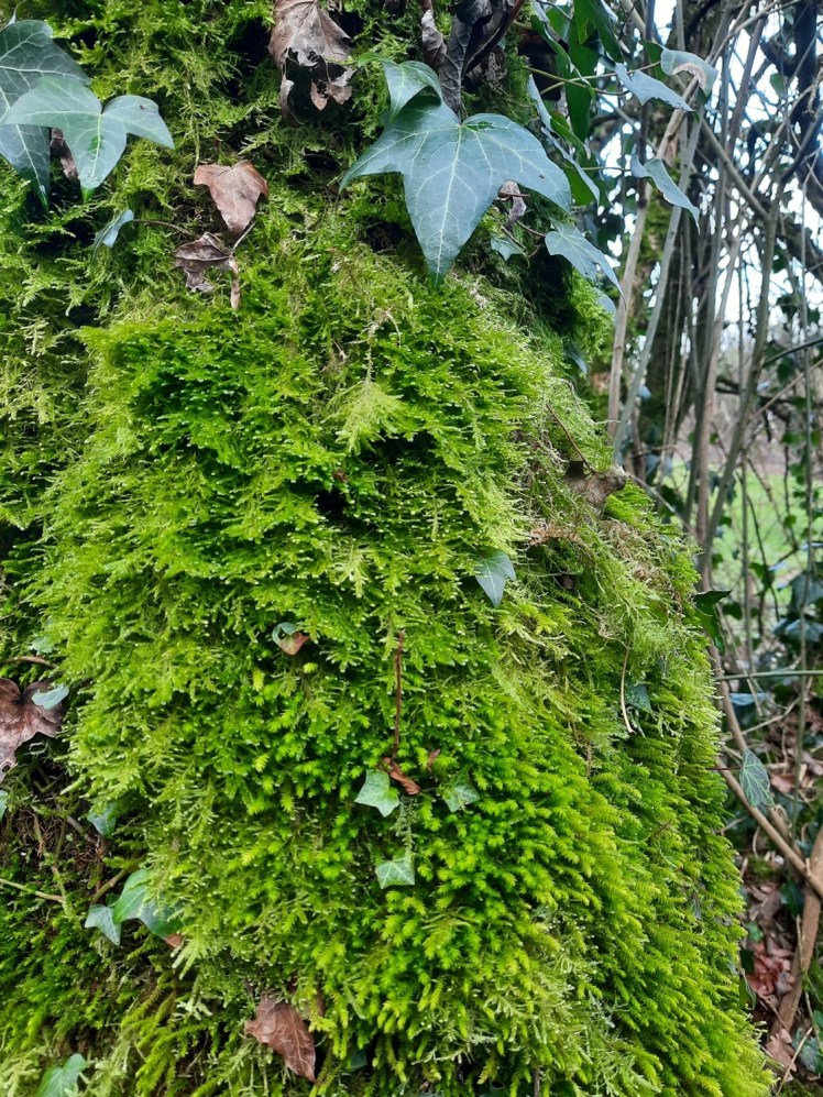 [PHOTOS] lundi 9 février 2026 LEYRIEU – La Randonnée Crémolane